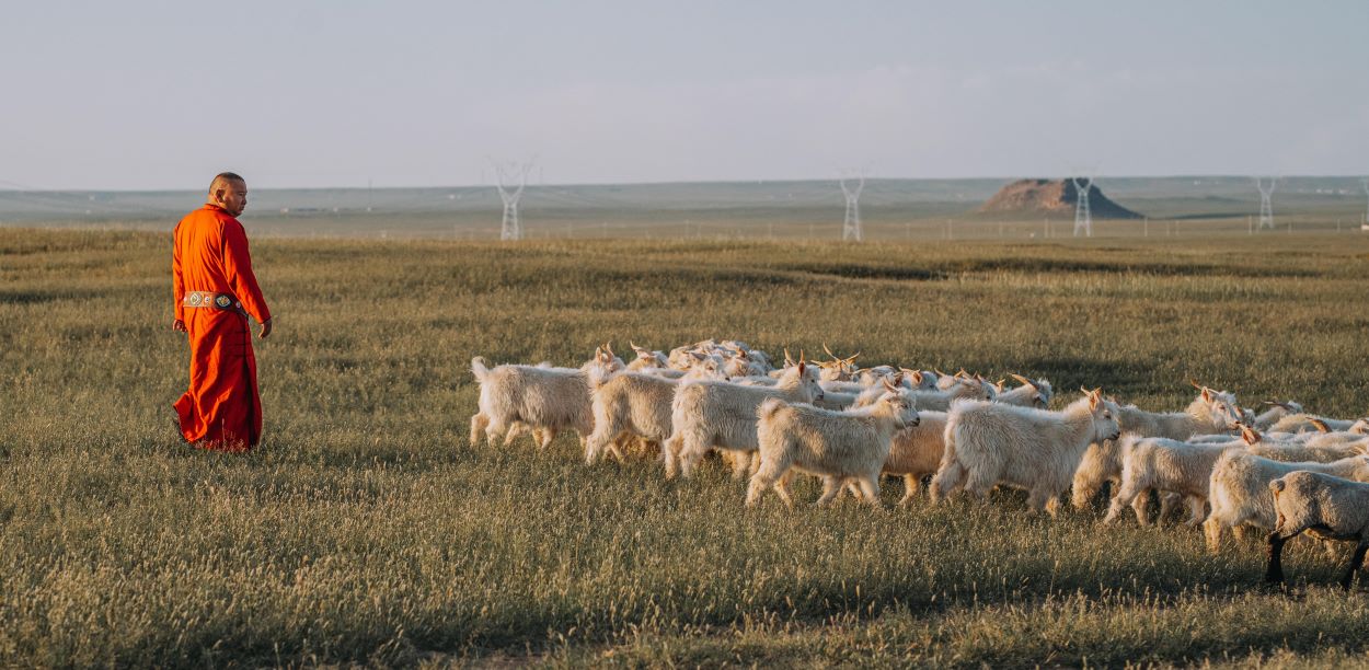 Revised Good Cashmere Standard Boosts Level of Animal Welfare And ...